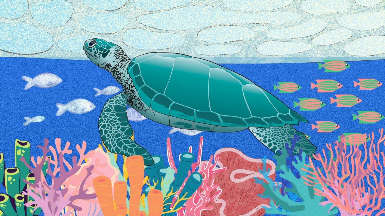 Saving sea turtles - YouTube