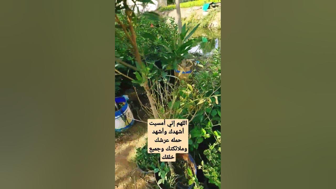 اللهم إني أمسيت أشهدك وأشهد حمله عرشك وملائكتك وجميع خلقك كن ذا أثر