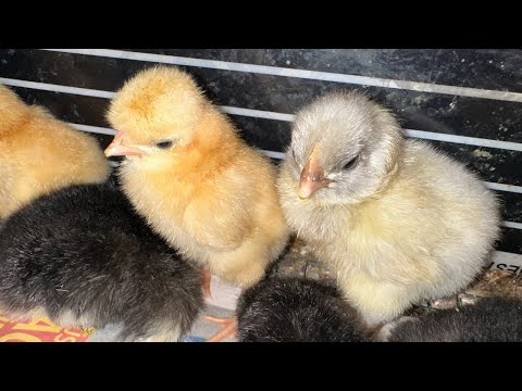 CİVCİVLER ÇIKTI | ANAKUCAKLARI FUL DOLDU | AUSTRALORP - RAHİBE FİZAN - BRAHMA - CÜCE KOŞİN