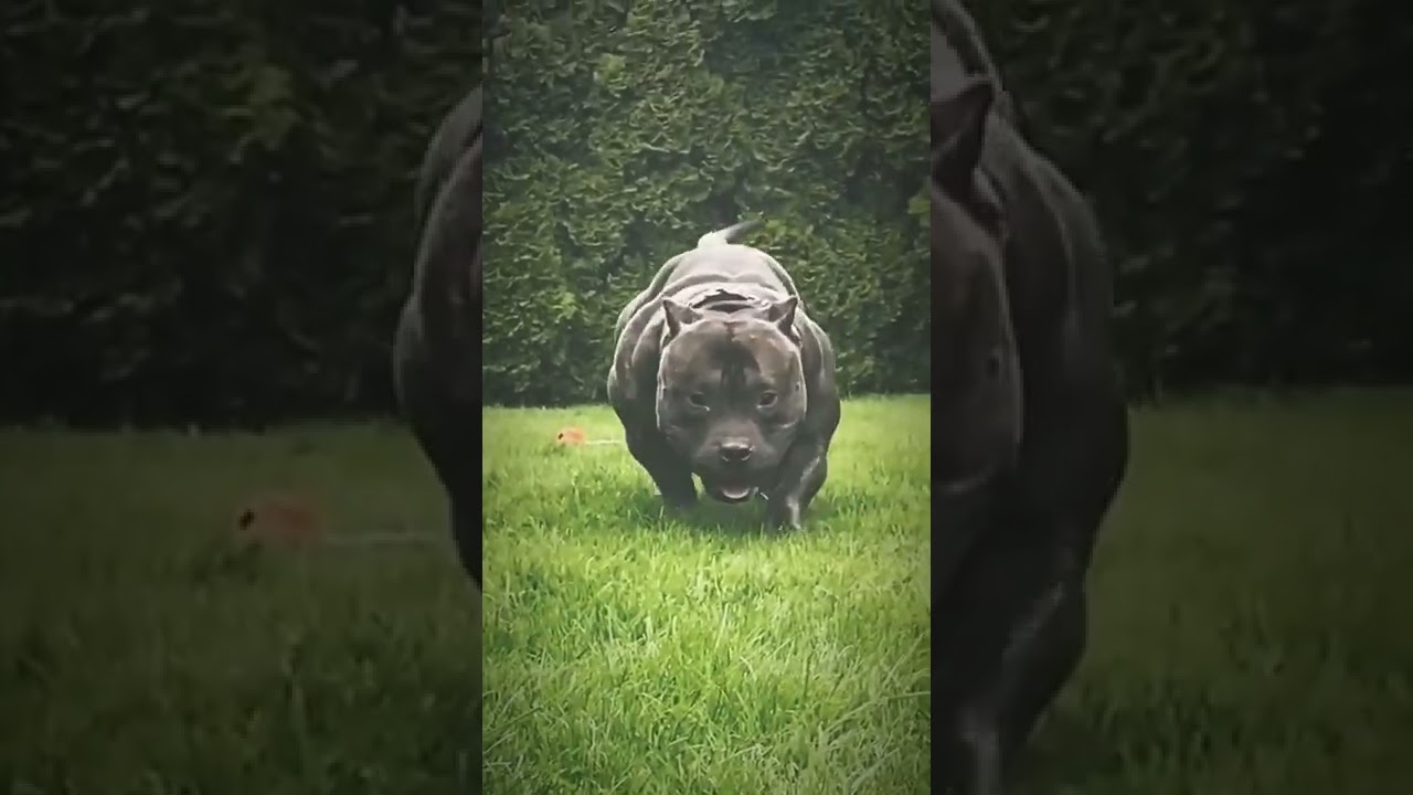 American bully muscle mass 🐶😱 #shorts - YouTube
