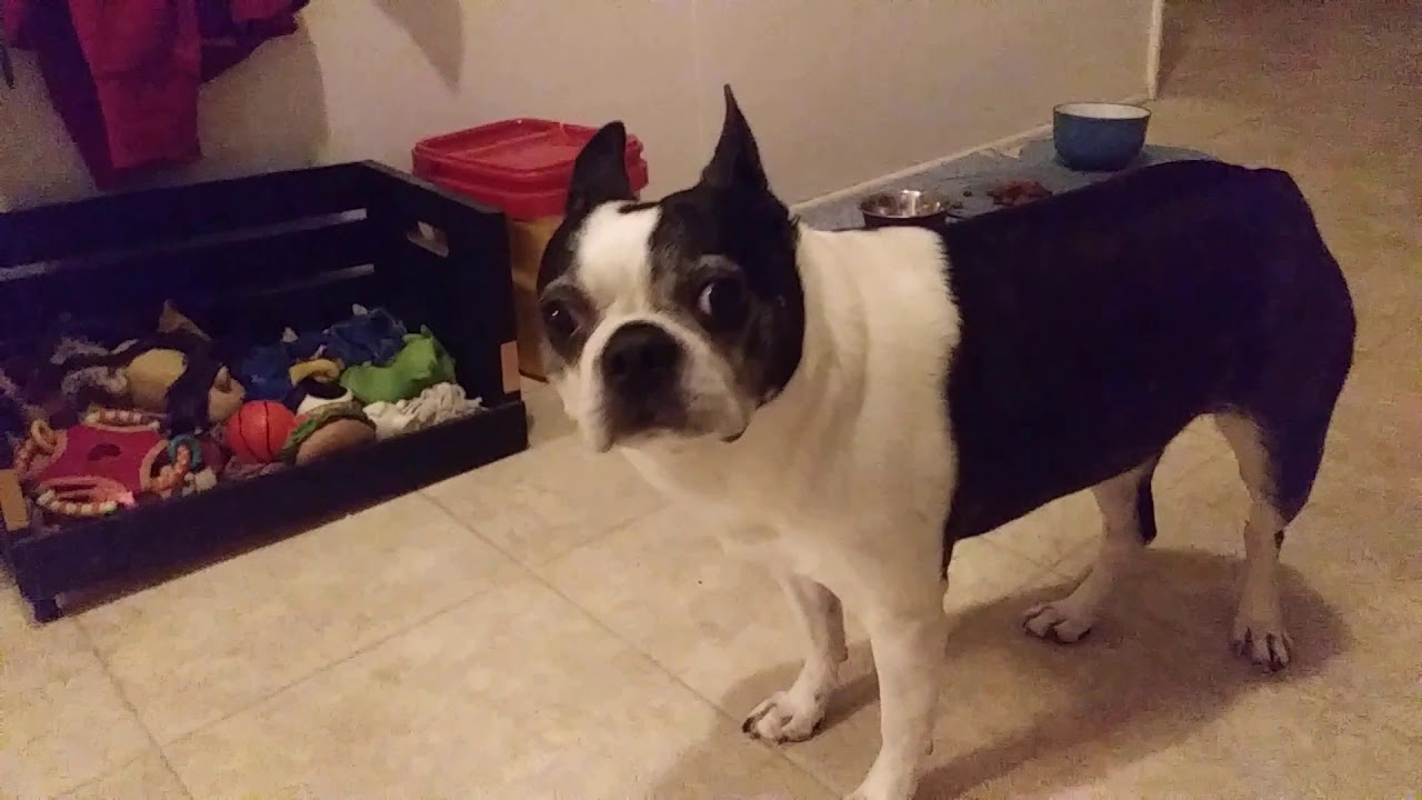 Boston Terrier breathing Issues, any Solutions ? - YouTube