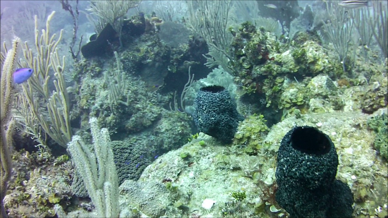 Jibacoa scuba Diving Cuba - YouTube