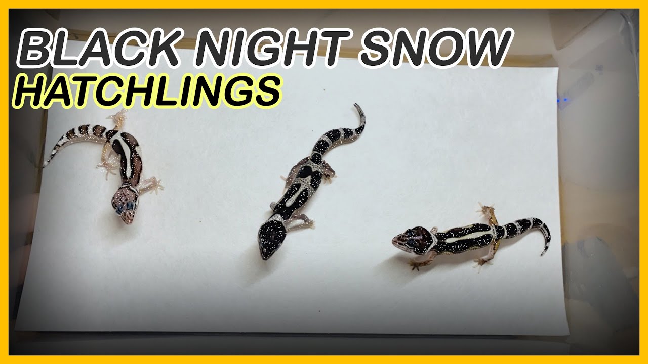 [GECKOPIA LEOPARD GECKO PROJECT] Black Night X Galaxy Hatchlings - YouTube