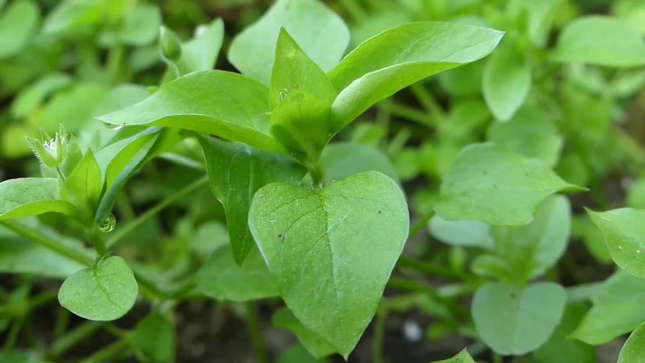 Chickweed is Food and Your Health Ally - YouTube