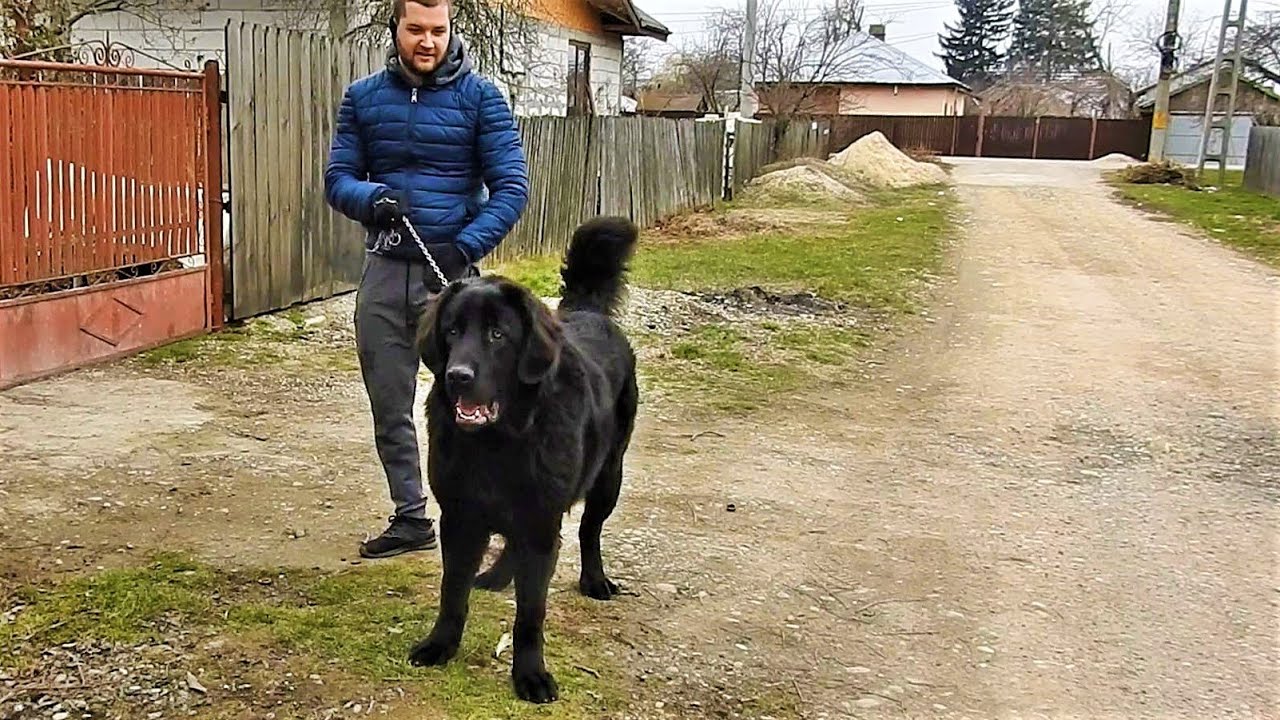 LA 82 CM IN GREABAN, ARON A DEVENIT UN COLOS! CIOBANESC CORB LA 10 LUNI ...