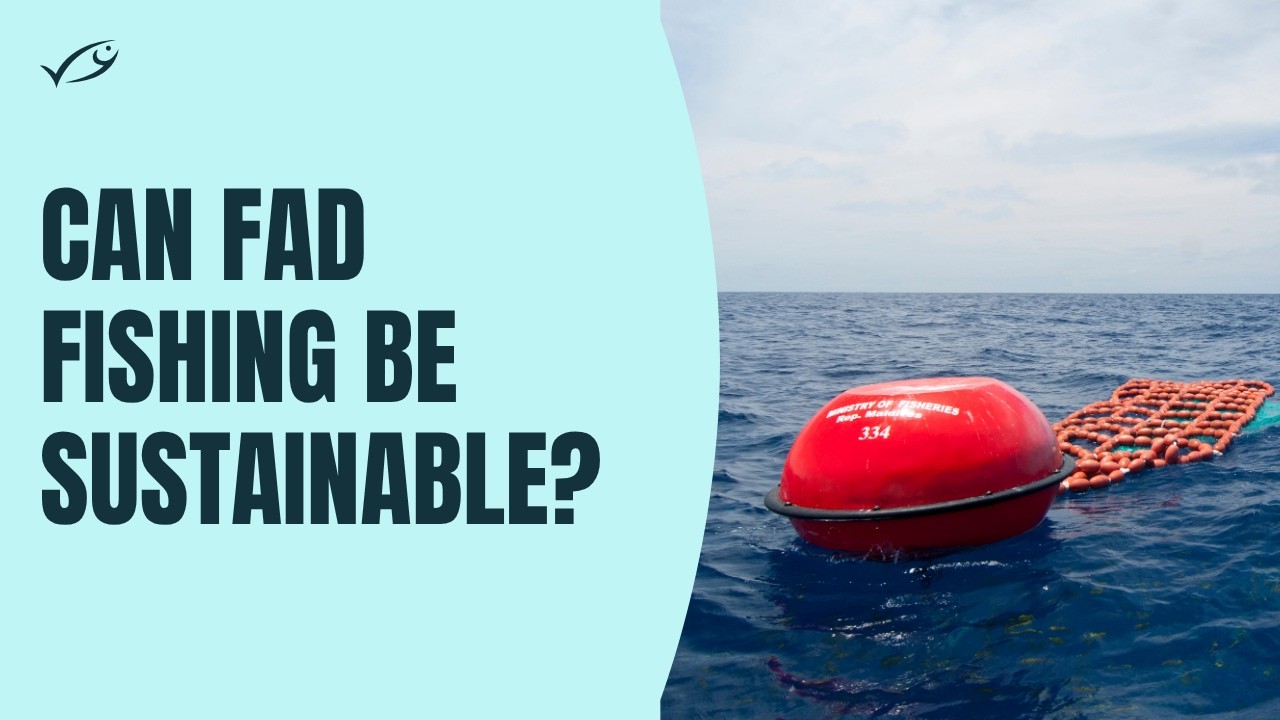 Can FAD fishing be sustainable? - YouTube