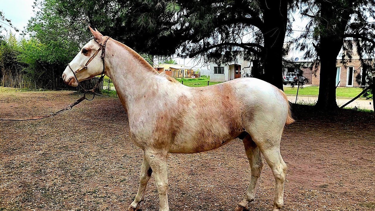 VENDIDO__overo rosado gaucho, sanito muy buena boca $300.000 - YouTube