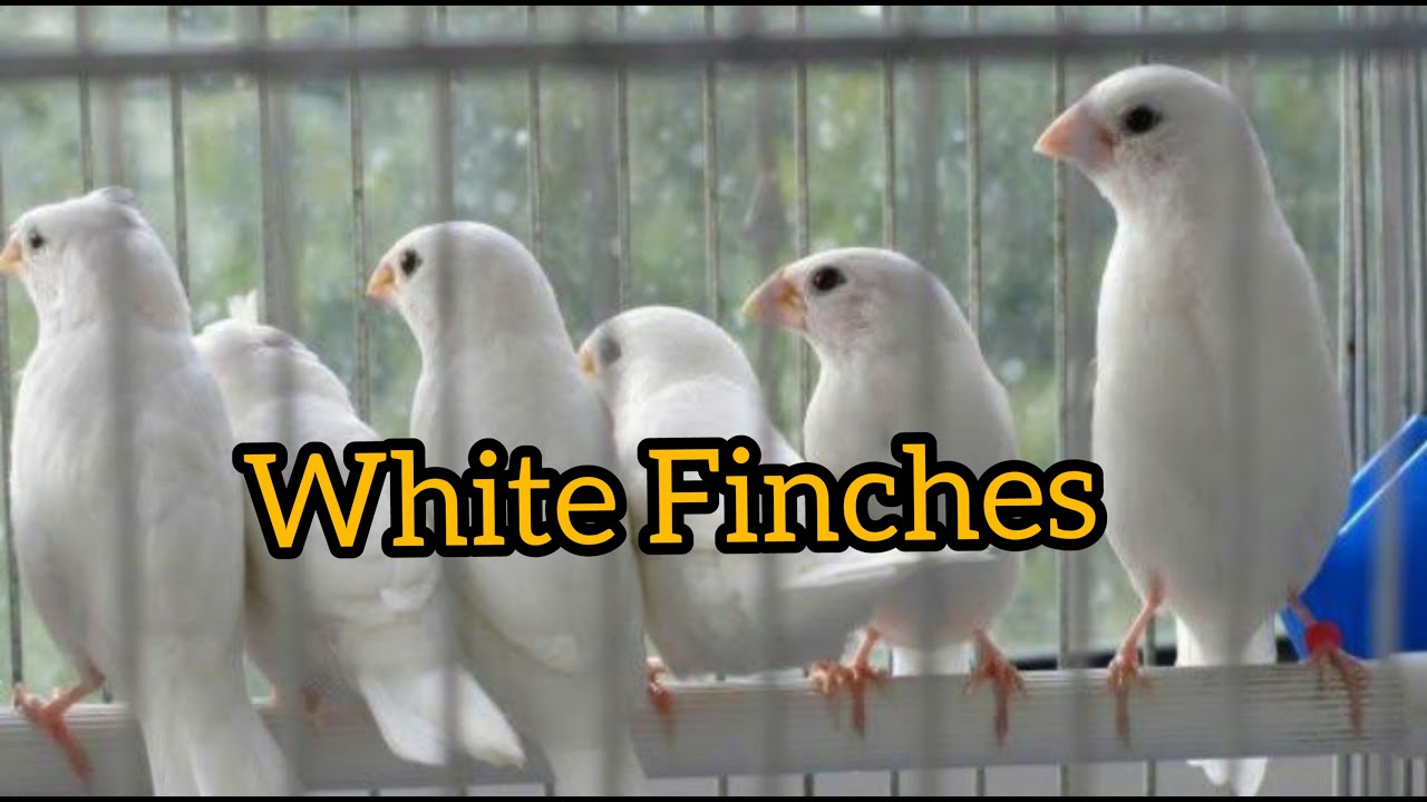 \\White finches bird// cute bird/2 pair in a cage/ Original sound HD ...