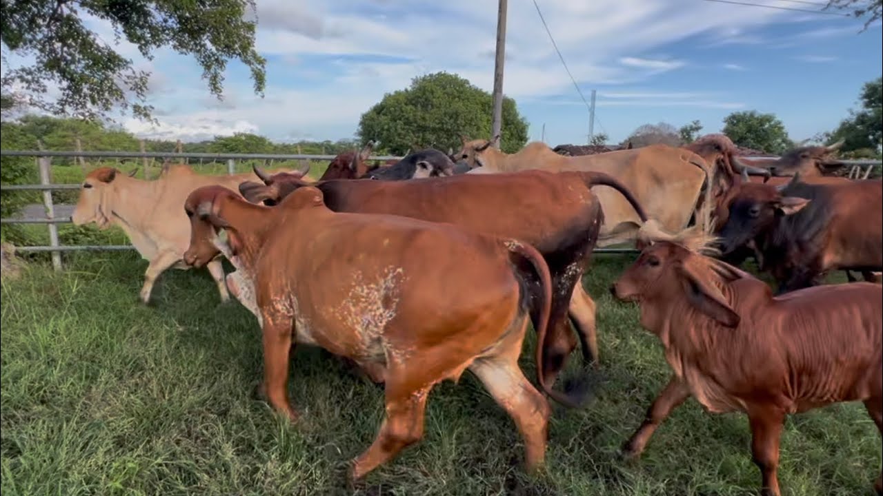 Encerrando las vacas mira que les aremos hoy - YouTube