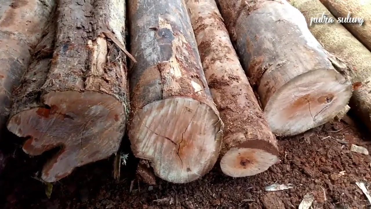 kayu Rengas - Roslan baru belah sebatang udah garuk" terus - YouTube