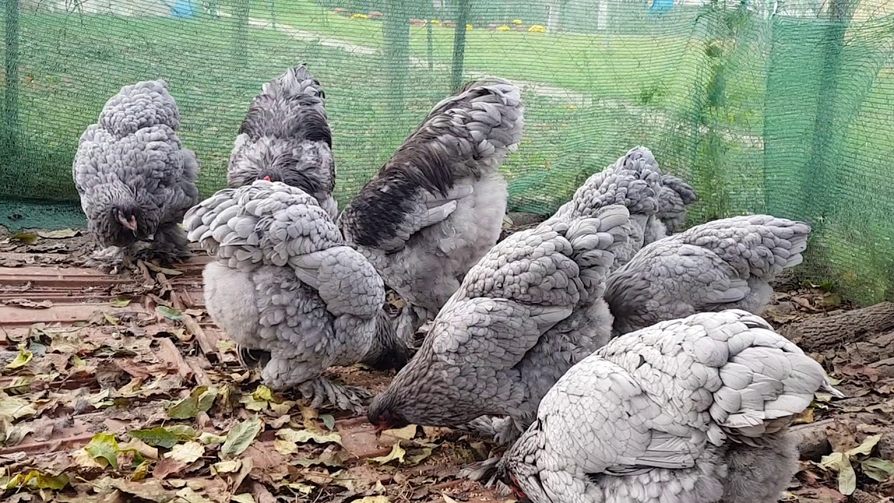 Blue Brahma Chicken - YouTube