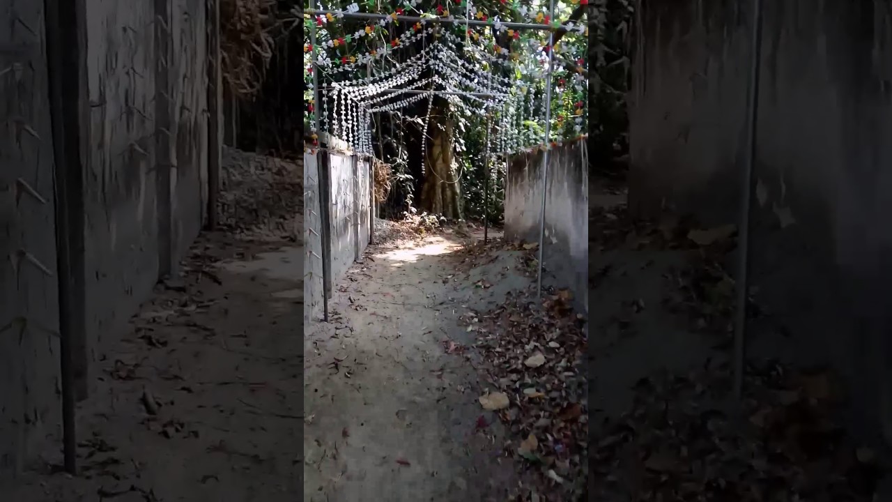 Sarpa kavu in kerala(Abode of snakes) - YouTube