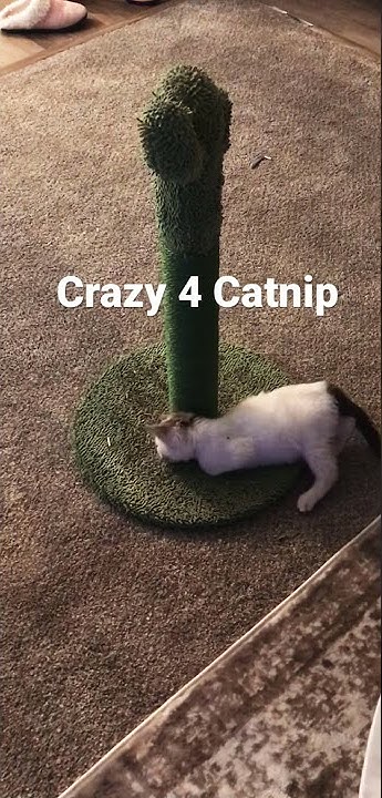 Cat crazy for Catnip (Baby Ray) #afc #viral #catvideos #catnip #funny #mustwatch - YouTube