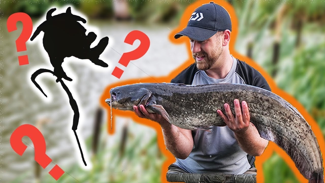 HOW TO CATCH A CATFISH?! - THE BEST BAIT AND RIGS | Specimen Fishing ...
