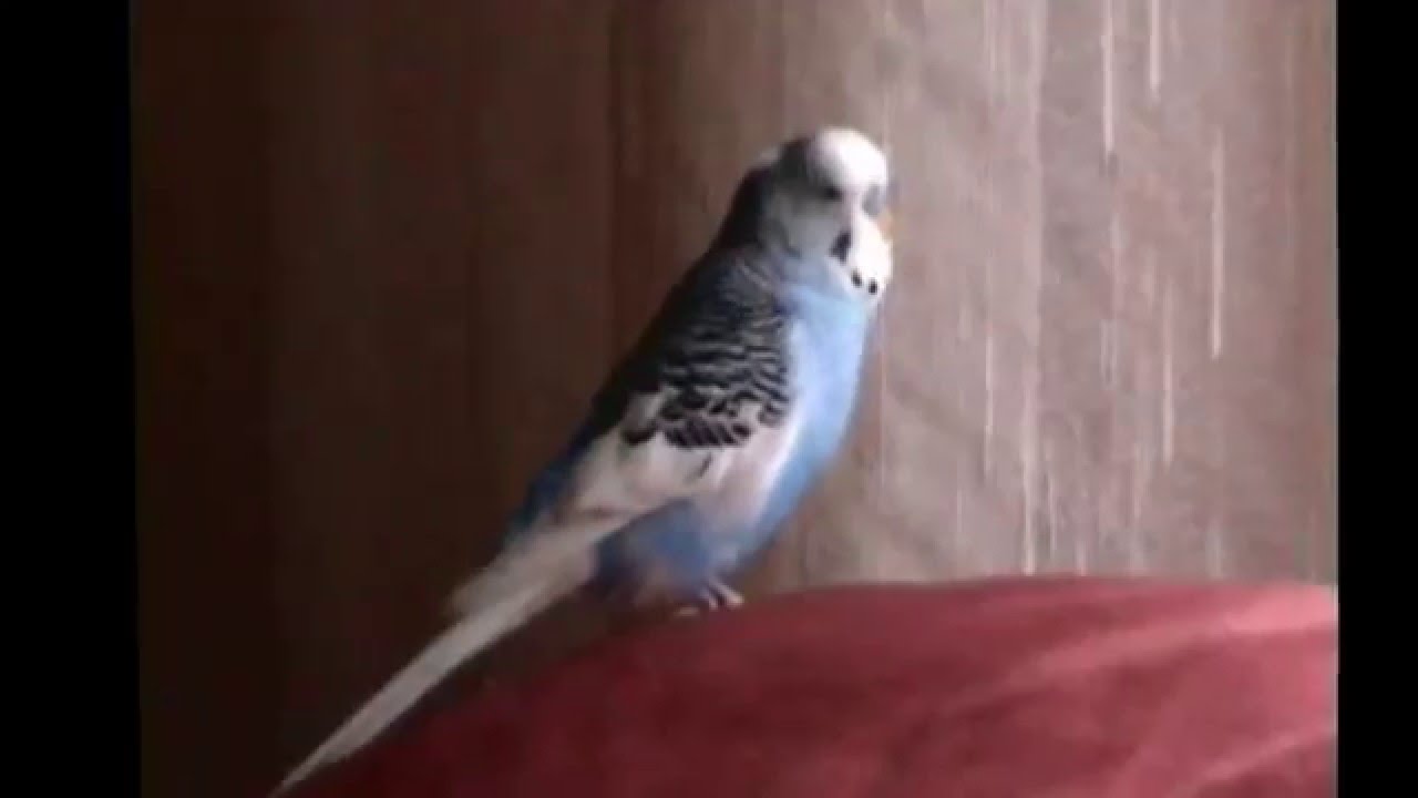 SMARTEST PARAKEET TALKING IN THE WORLD 2016 1/2 PERIQUITO HABLANDO ...