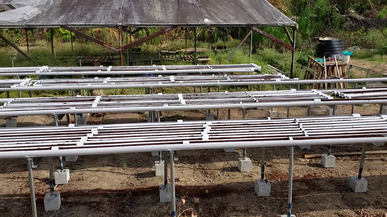 DAY 3 Trinilandman hydroponic systems bamboo 11 - YouTube