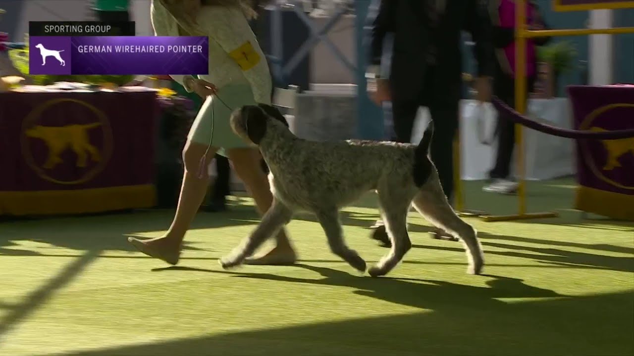 Pointers (German Wirehaired) | Breed Judging 2023 - YouTube