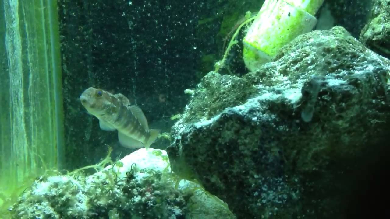 Goby eating sand - YouTube