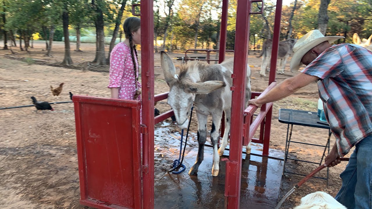 Baby Donkey Bonnie First Aid - YouTube
