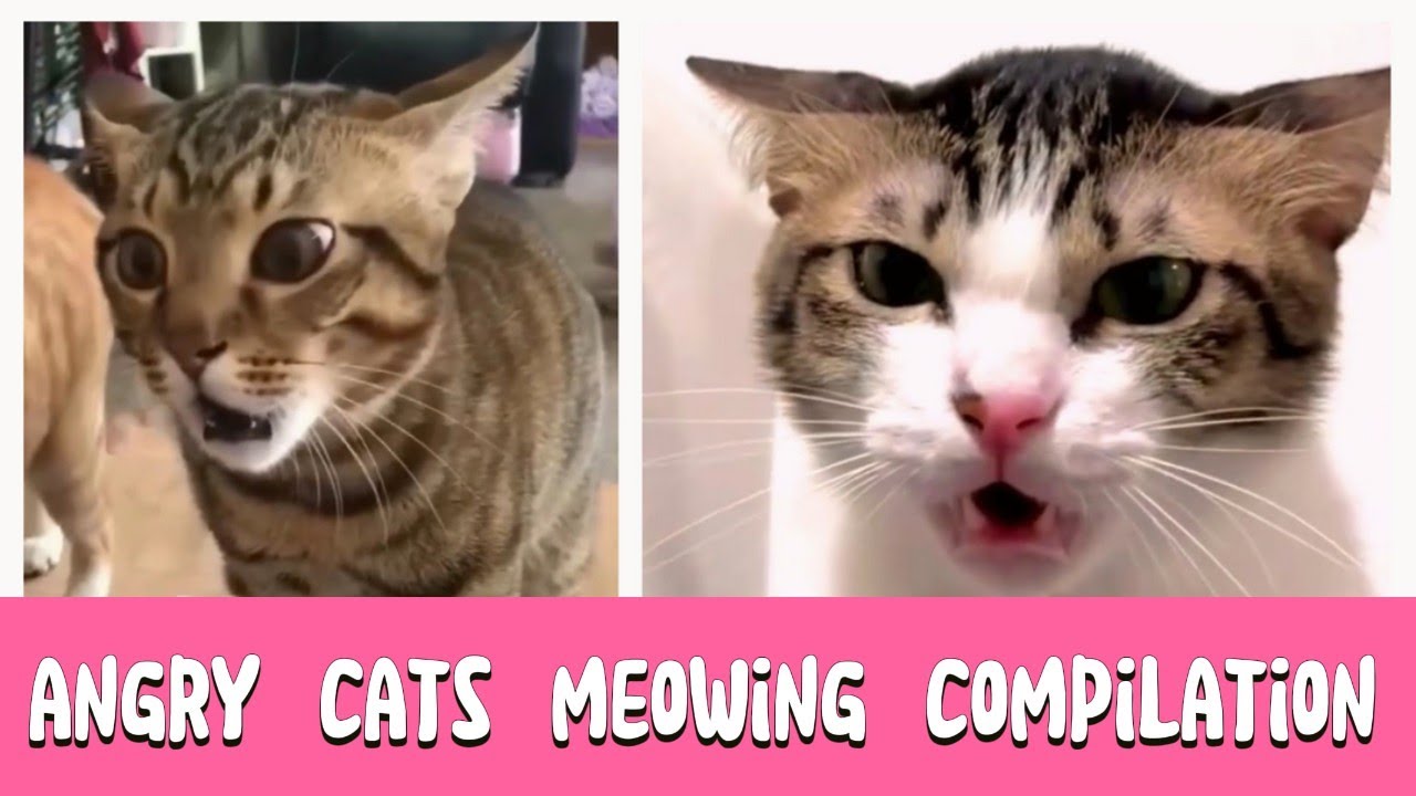 Don't miss the most meowing Angry Cat Sounds! - YouTube