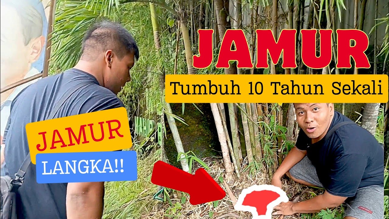 JAMUR JAMLAK‼️ Jamur Tumbuh Hanya 10 Tahun Sekali ‼️JAMUR LANGKA - YouTube