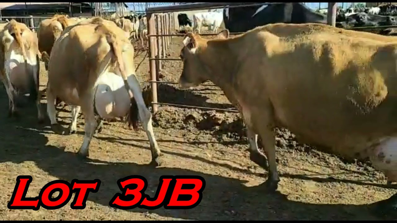 3JB - YouTube