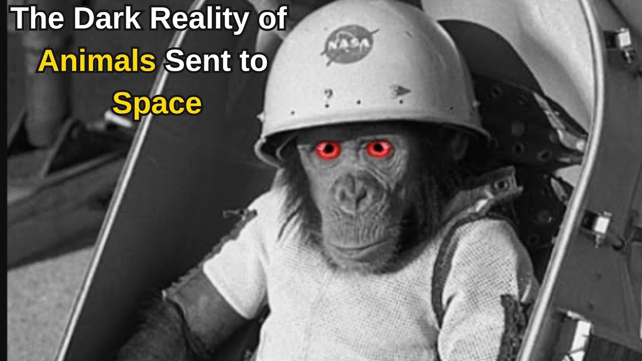The Heartbreaking Story of Animals in Space - YouTube