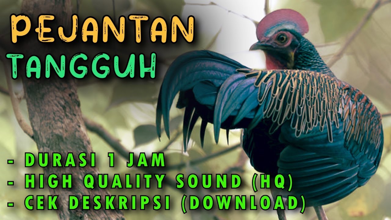Suara Pemanggil Ayam Hutan | Ayam Alas Jantan | Bird Caller - YouTube
