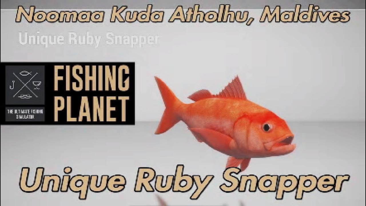 Unique Ruby Snapper Noomaa Kuda Atholhu Maldives Fishing Planet Guide ...