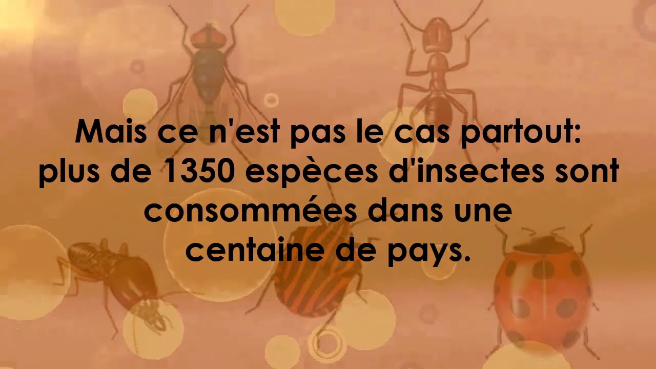 Manger des insectes - Level 7 - French Readings - YouTube
