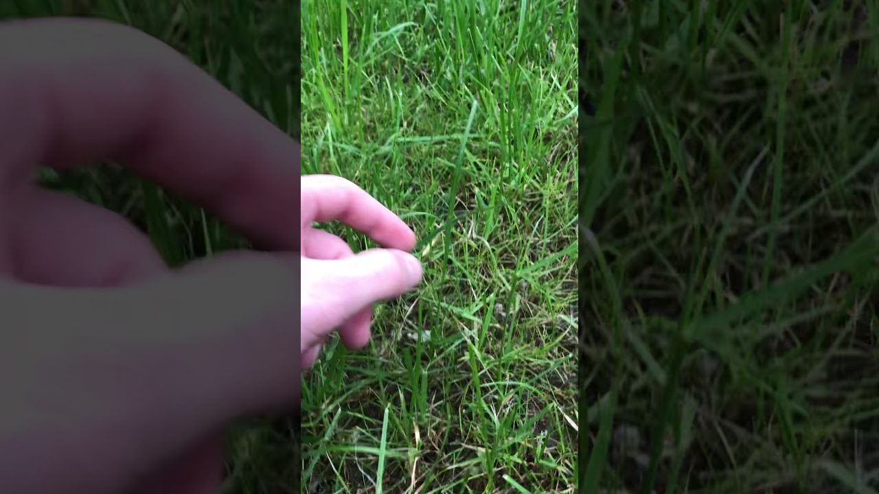 How to pick grass - YouTube