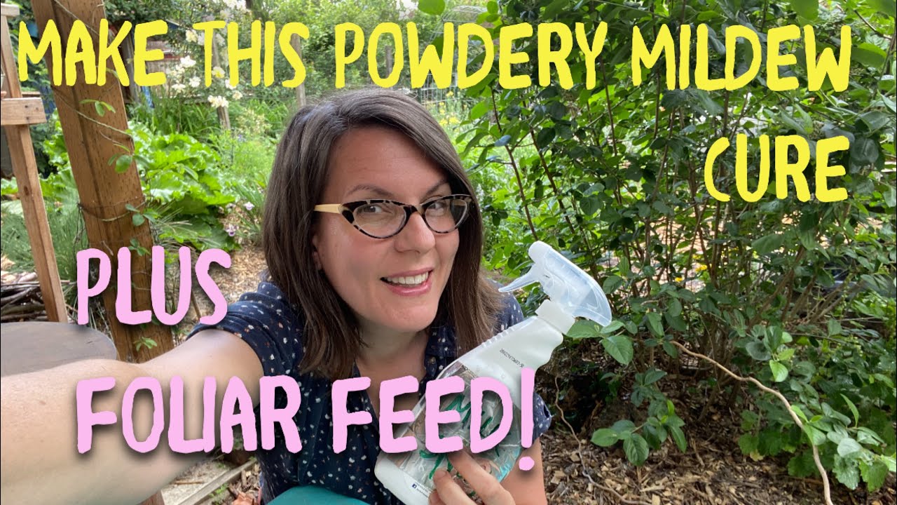 Make This Homemade Cure for Powdery Mildew that ALSO Feeds Plants - YouTube