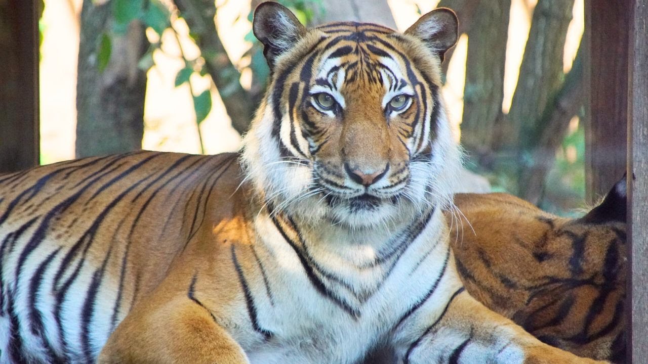Tiger Hunting Instincts, From Patience to the Decisive Pounce - YouTube