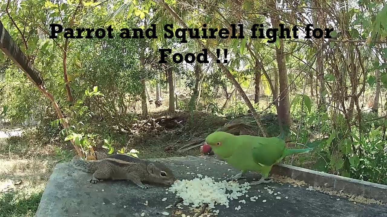 Parrot and Squirrel fight for food !!! - YouTube