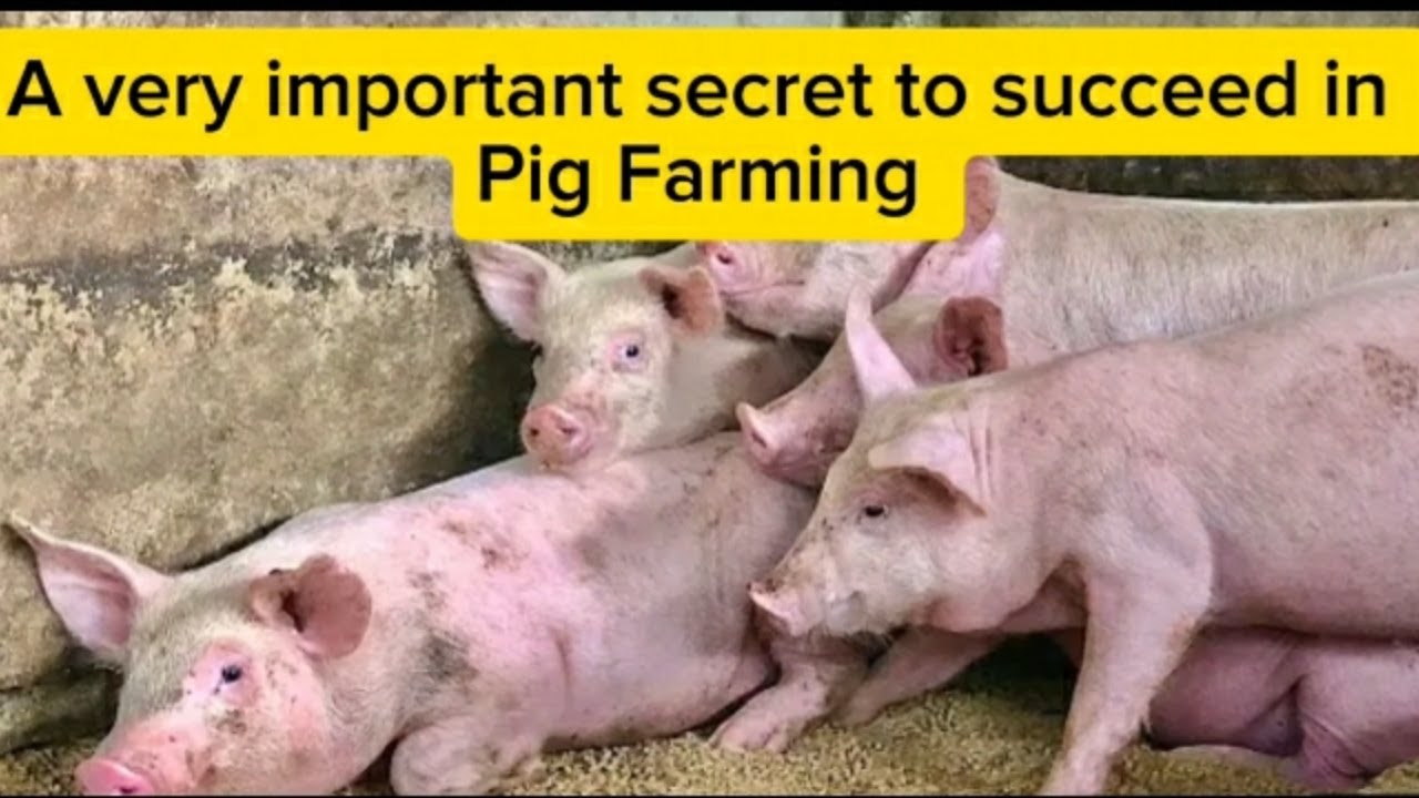 An Important Secret To Being Successful In Pig Farming - YouTube