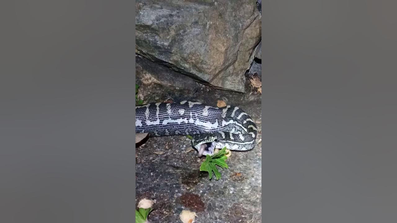 Carpet Python eating a Possum in Kenmore - YouTube