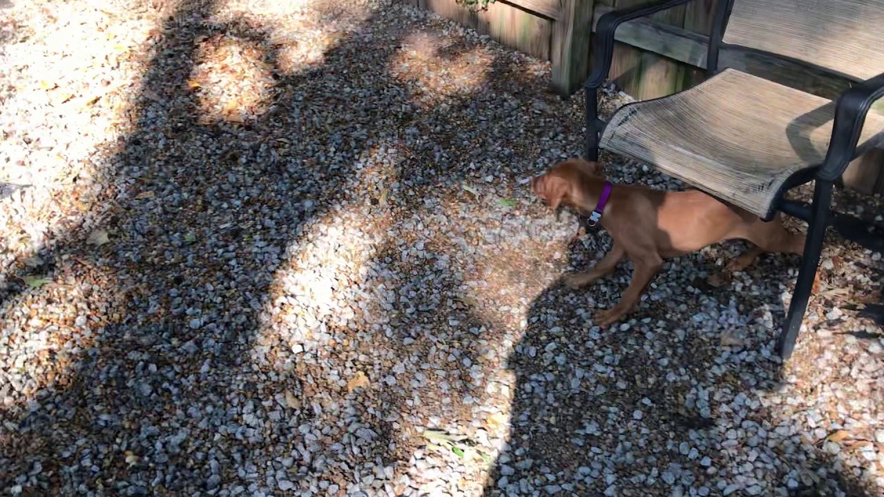 10/31 Heike Janie Rowlf Sharky Frida Finn Joey Lainey - YouTube