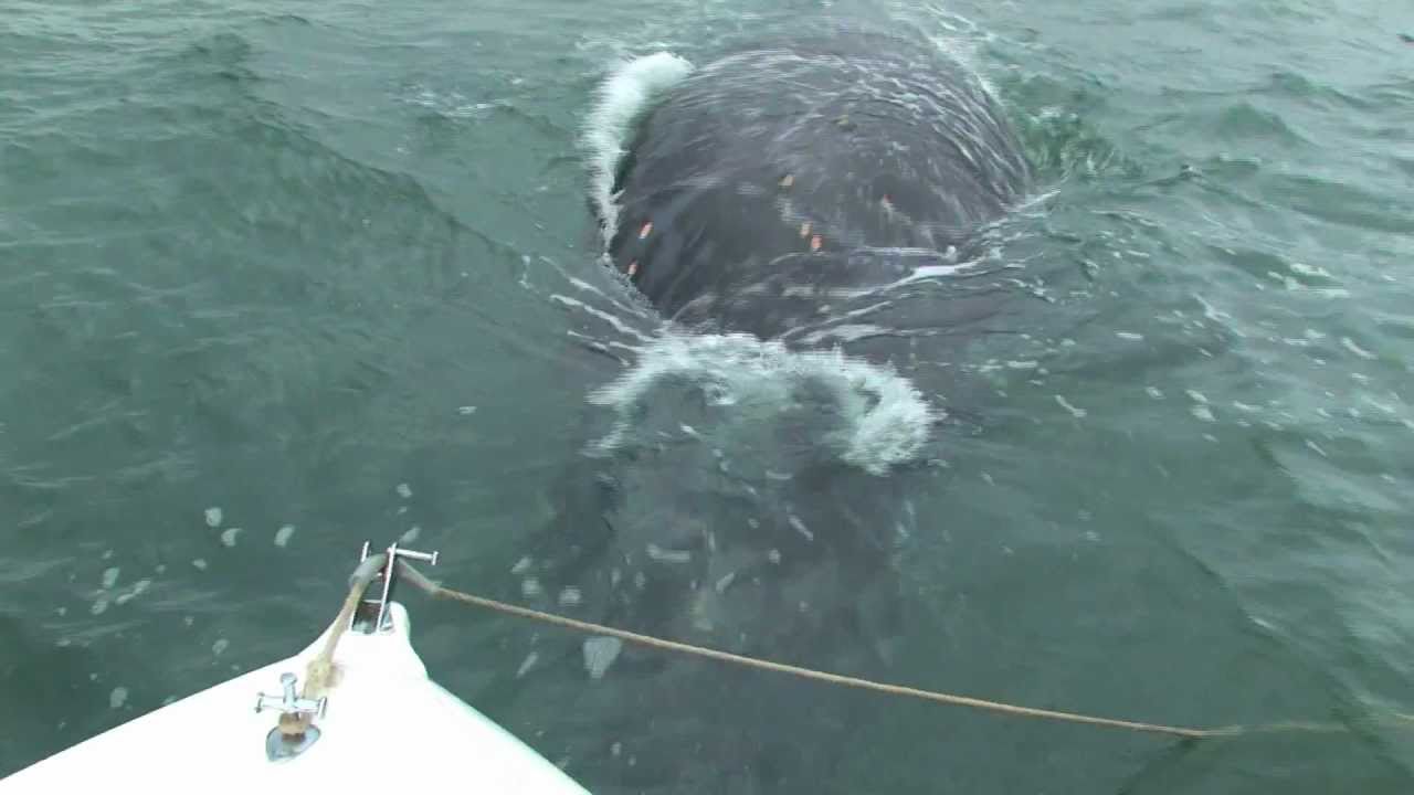 Curious Whale - YouTube