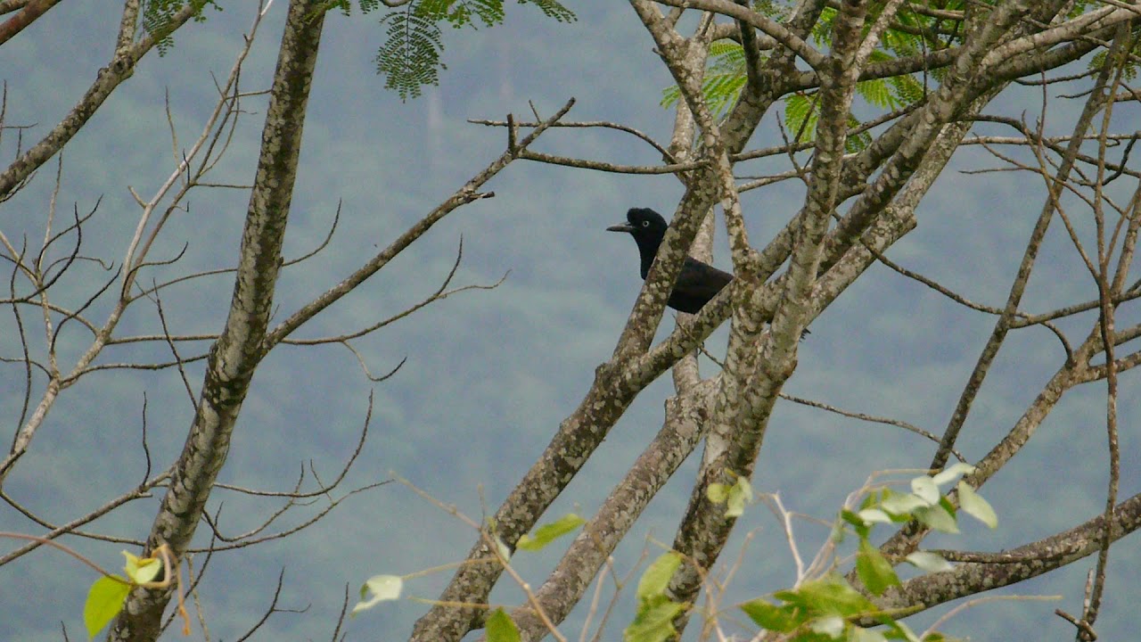 Cephalopterus ornatus Amazonian Umbrellabird - YouTube