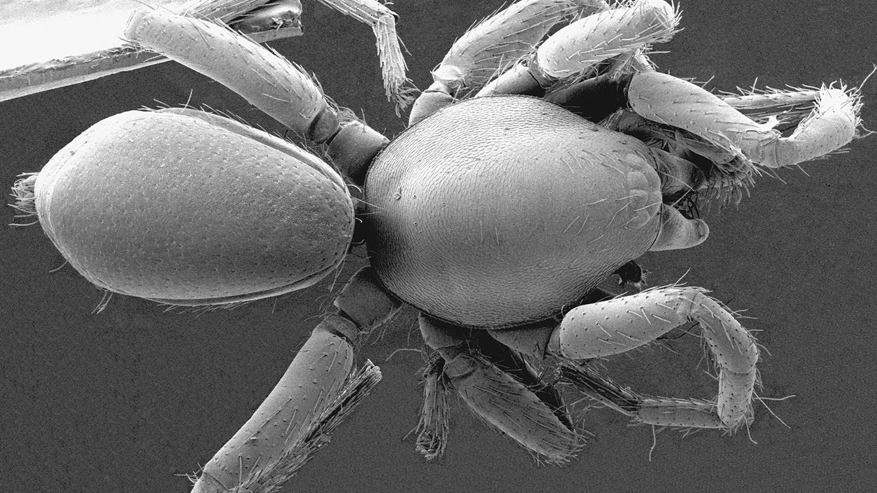 Science Bulletins: Seeking Spiders—Biodiversity on a Different Scale ...