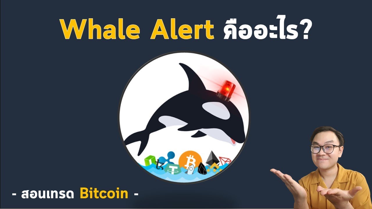 🐋 Whale Alert คืออะไร? (ใช้งานยังไง) ทำไมคนถึงนิยมใช้กันมาก l สอนเทรด Bitcoin - YouTube