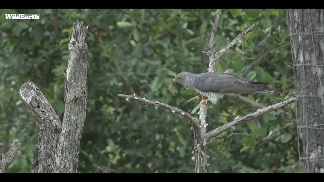 Cuckoo On The Move - YouTube
