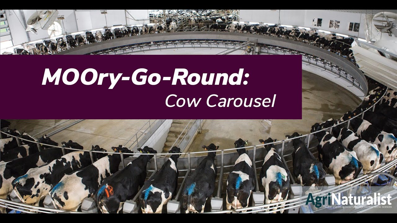 MOOry-Go-Round: Cow Carousel - YouTube