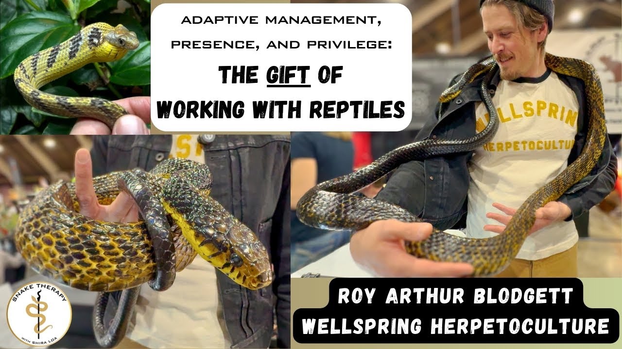 Working With Reptiles: Joy, Healing, and Rare Snakes with Roy Blodgett ...
