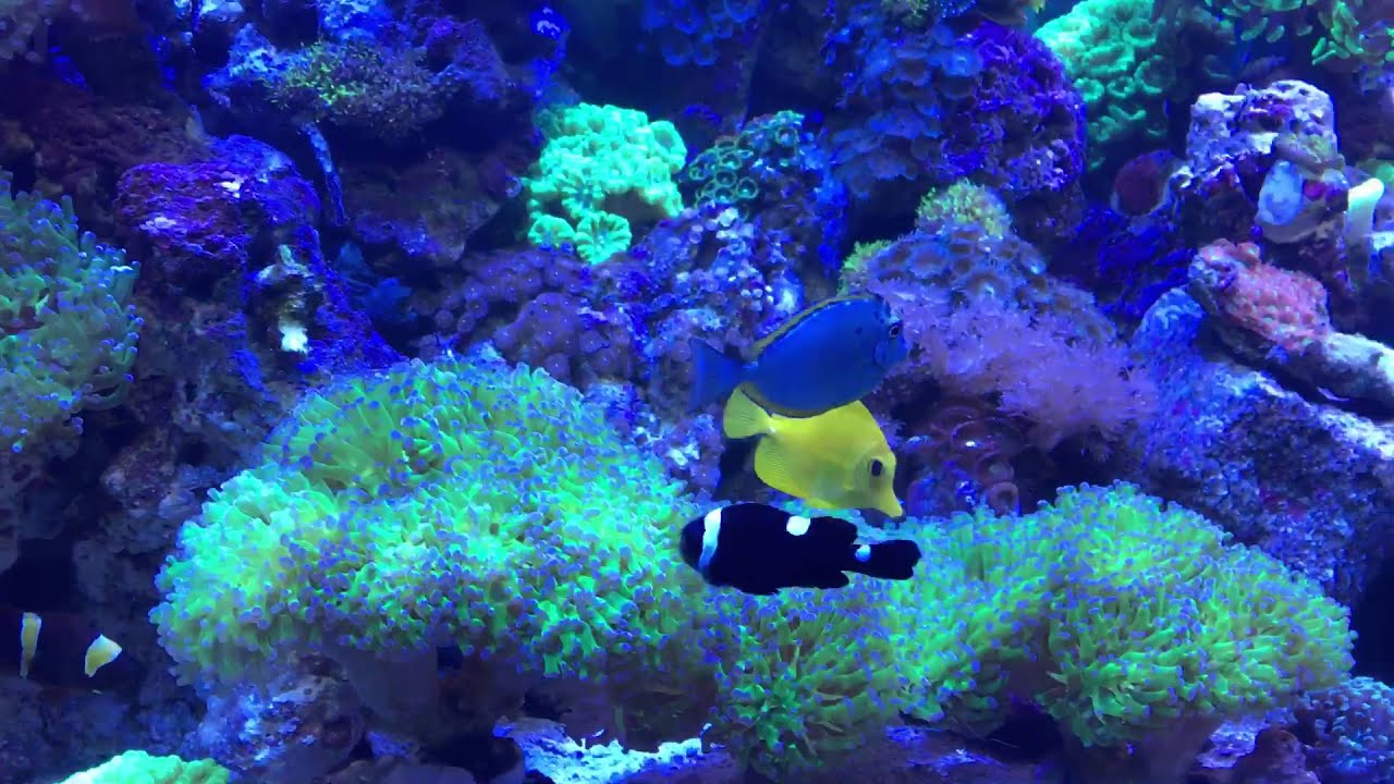 75 gallon reef tank aquarium new look - YouTube