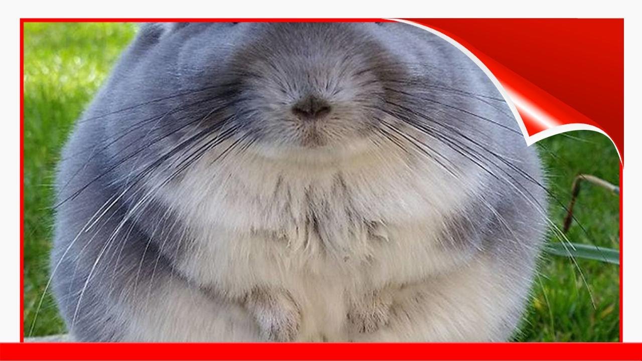 These Chinchillas Butts Are So Round, They Look Fake 😃 - YouTube