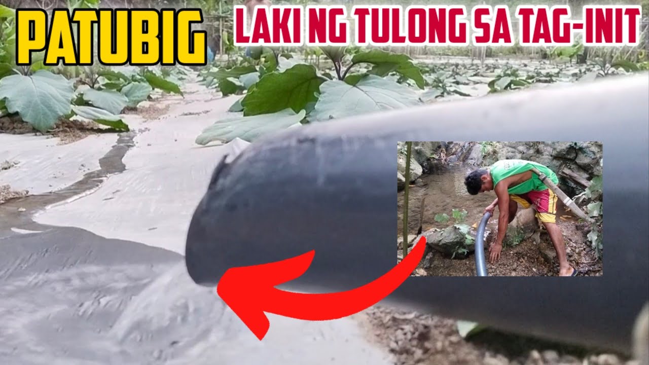 VLOG #08 DIY Water irrigation Gamit ang 2 inches hose Mula sa bundok na ...