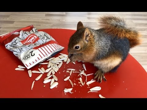 Çekirdek Hırsızı Sincap Alf