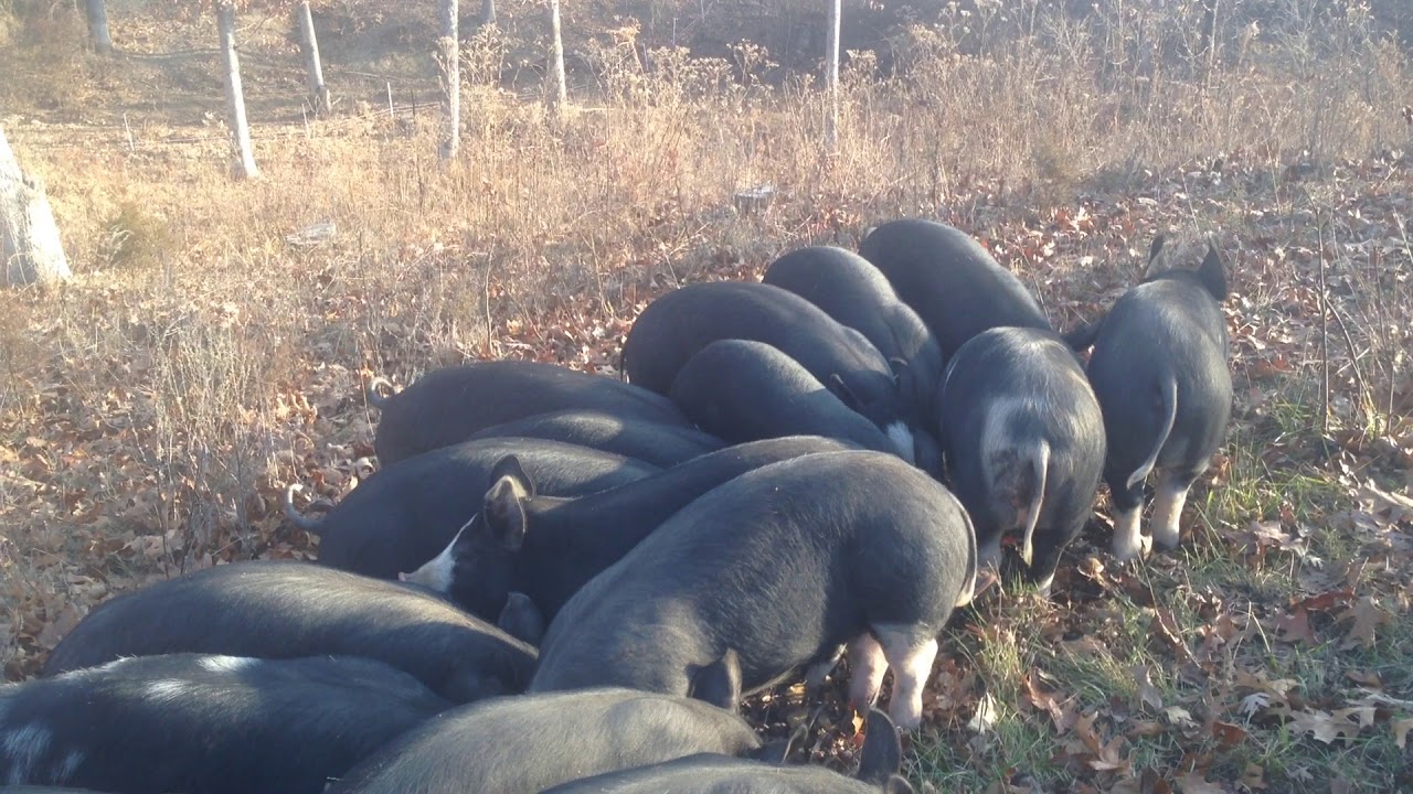 Episode #3. Pigs grazing in woods at Green Pastures Farm - YouTube