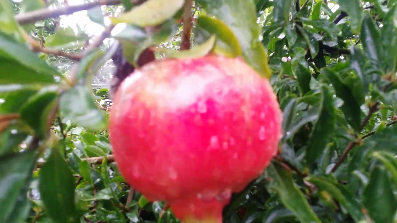 Delum😁😁😁😁😁pomegranata😄😄😄😄😄😄😄 - YouTube